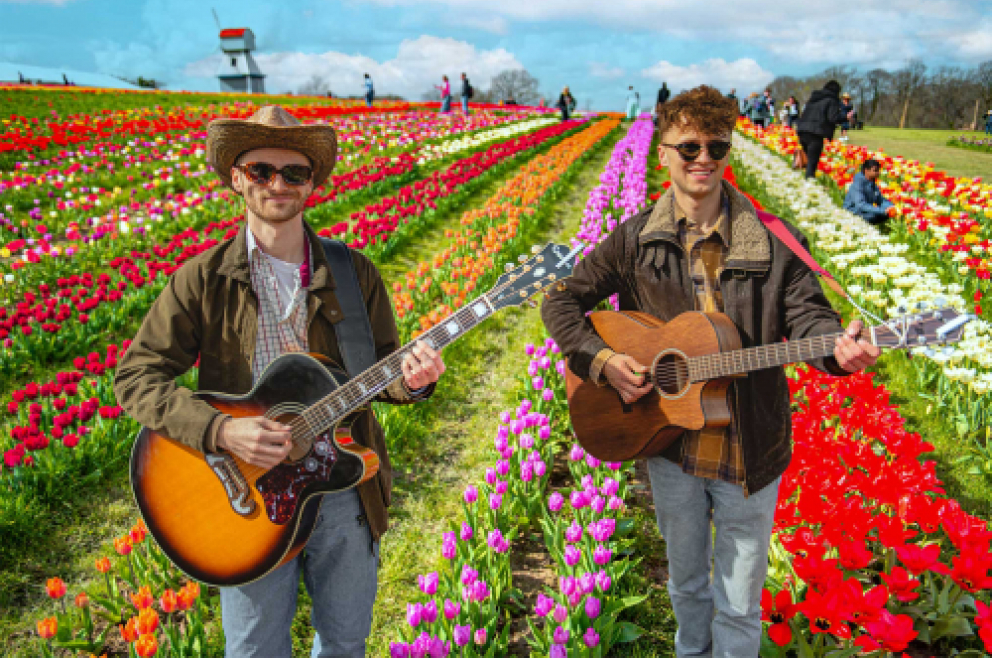 Tulip Fields Hertfordshire