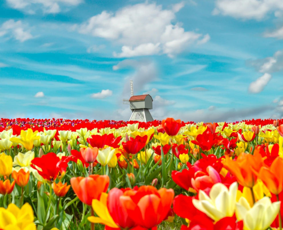 Tulip Fields Hertfordshire
